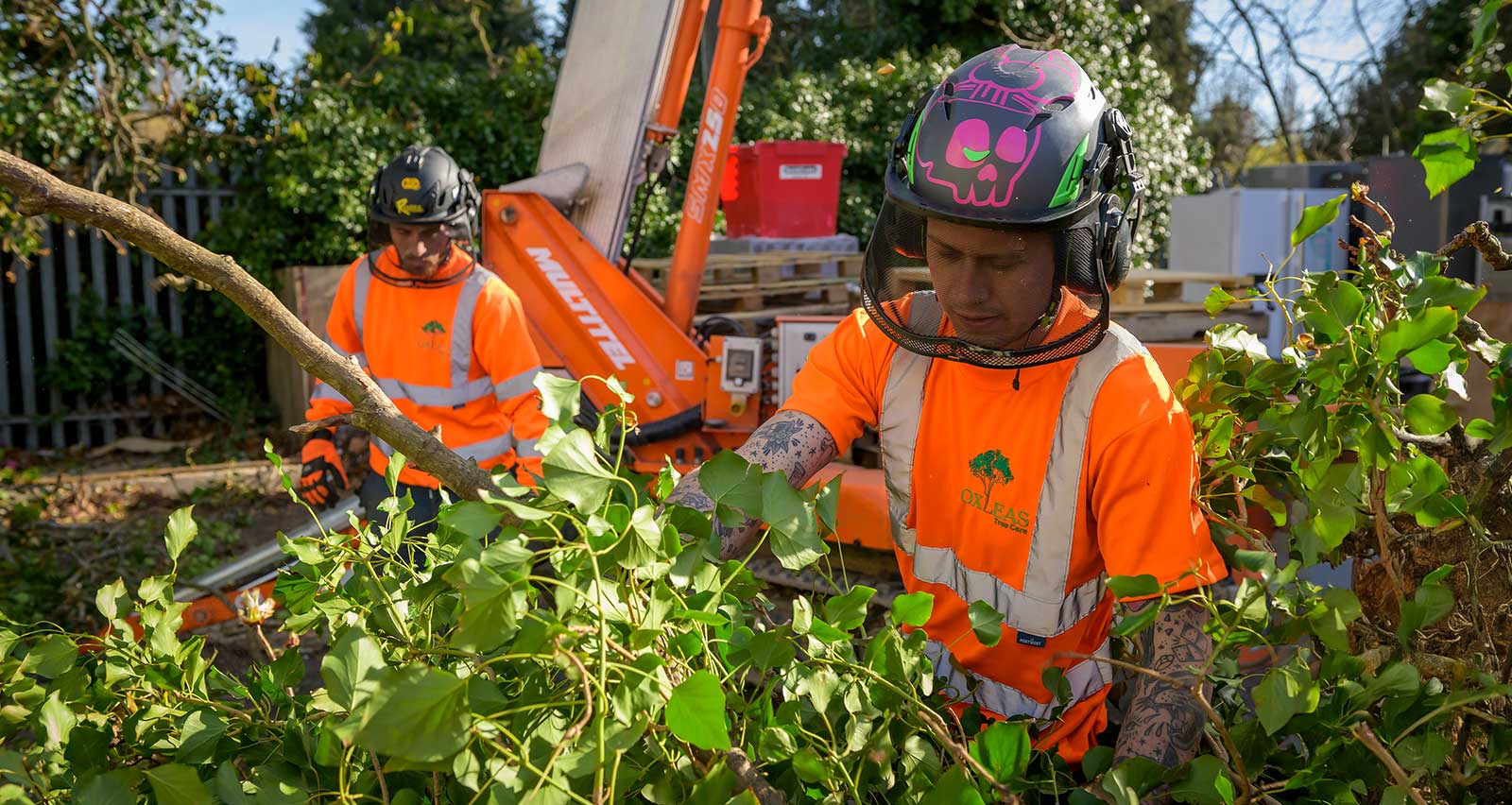 Hedge Trimming Services | Oxleas Tree Care – Expert Hedge Care in ...